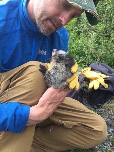 Fairbanks biologist gets down to earth studying small mammals | Local ...
