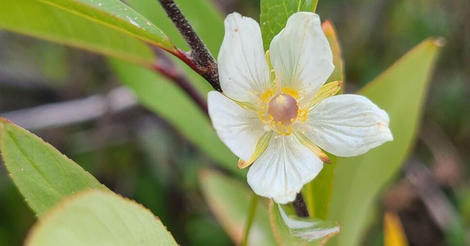 ANWR blooms | Our Town | newsminer.com