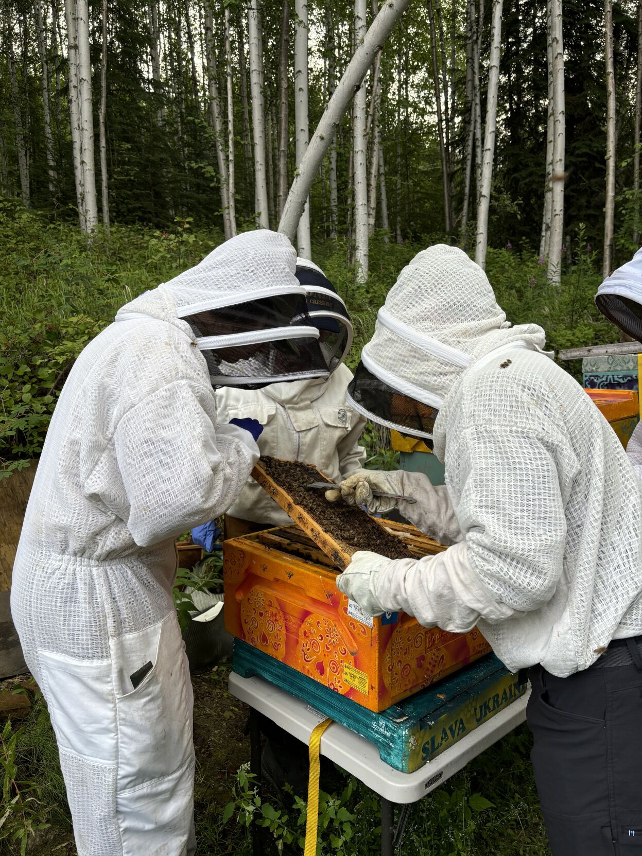 To bee or not to bee? Researchers survey hives in Fairbanks | Local News | newsminer.com