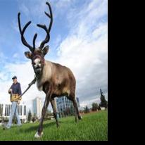 Alaska Daily Life | Featured | newsminer.com