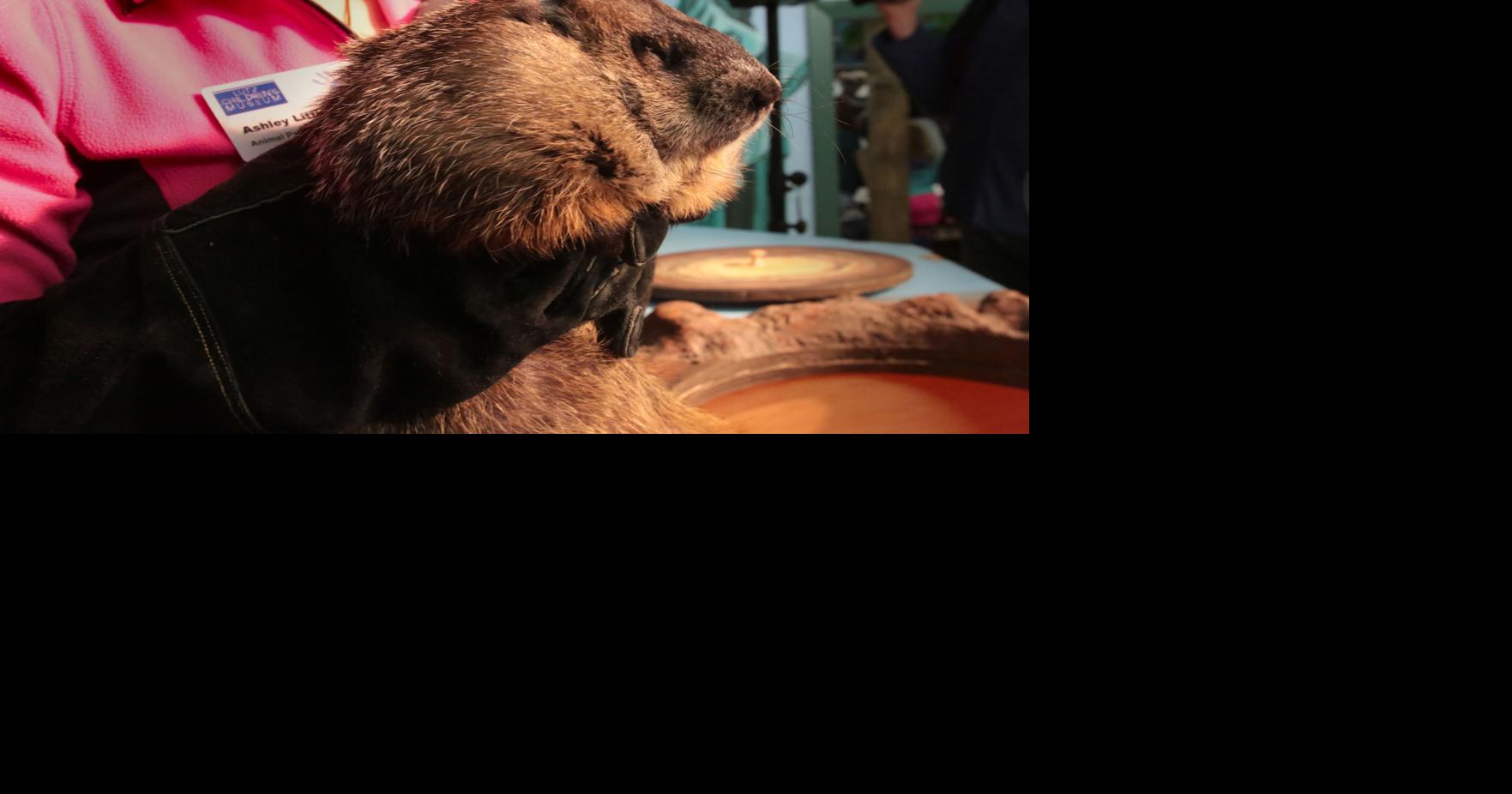 As spring starts to wake up, so do Alaska’s woodchucks | Outdoors ...