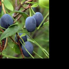 Location, weather big influences on Alaska berries | Science And ...