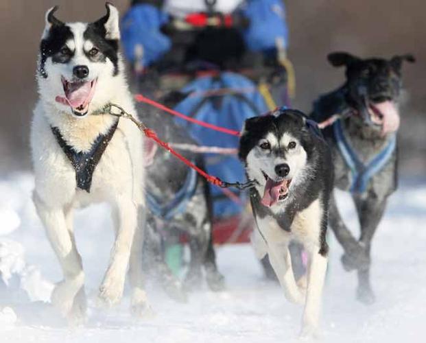 North Pole Championships conclude on glorious winter day | Local ...