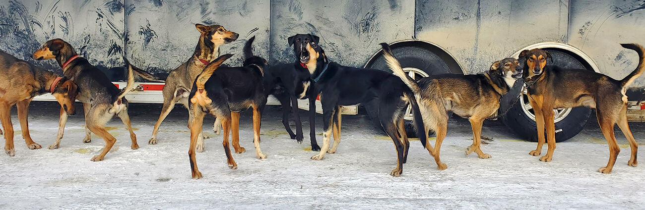 Off to the races! Sprint dog sass speeds into Fairbanks | Mushing ...