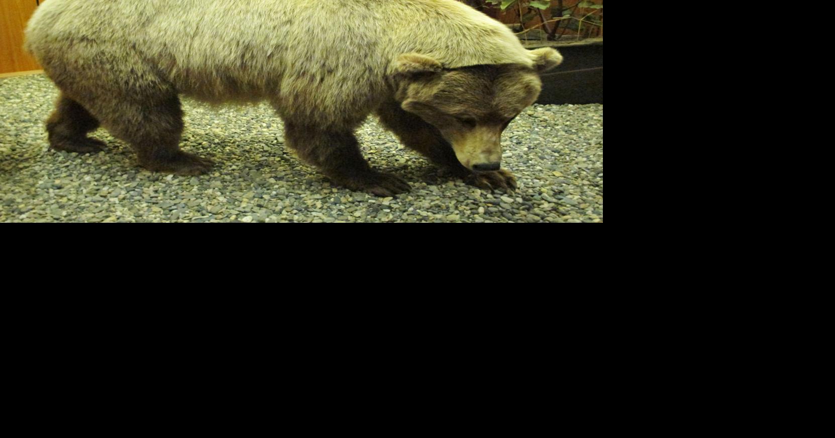 Mammals on the move with the arrival of spring | Community Features ...