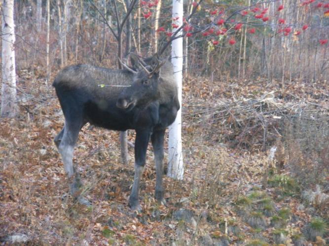 'Bullseye' the moose gets arrow removed from its nose | Outdoors ...