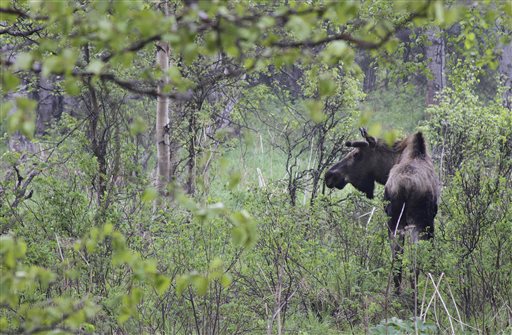Alaska Daily Life | Featured | newsminer.com