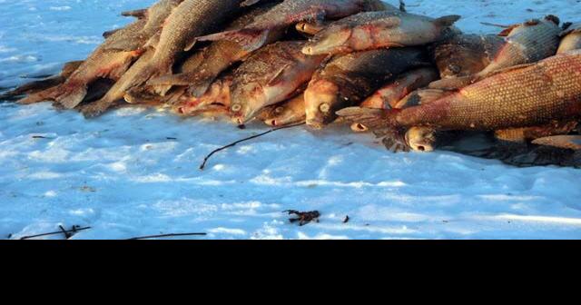 The humble whitefish, an overlooked part of Alaska fishing | In The ...