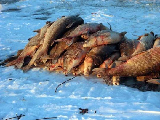 The humble whitefish, an overlooked part of Alaska fishing | In The ...