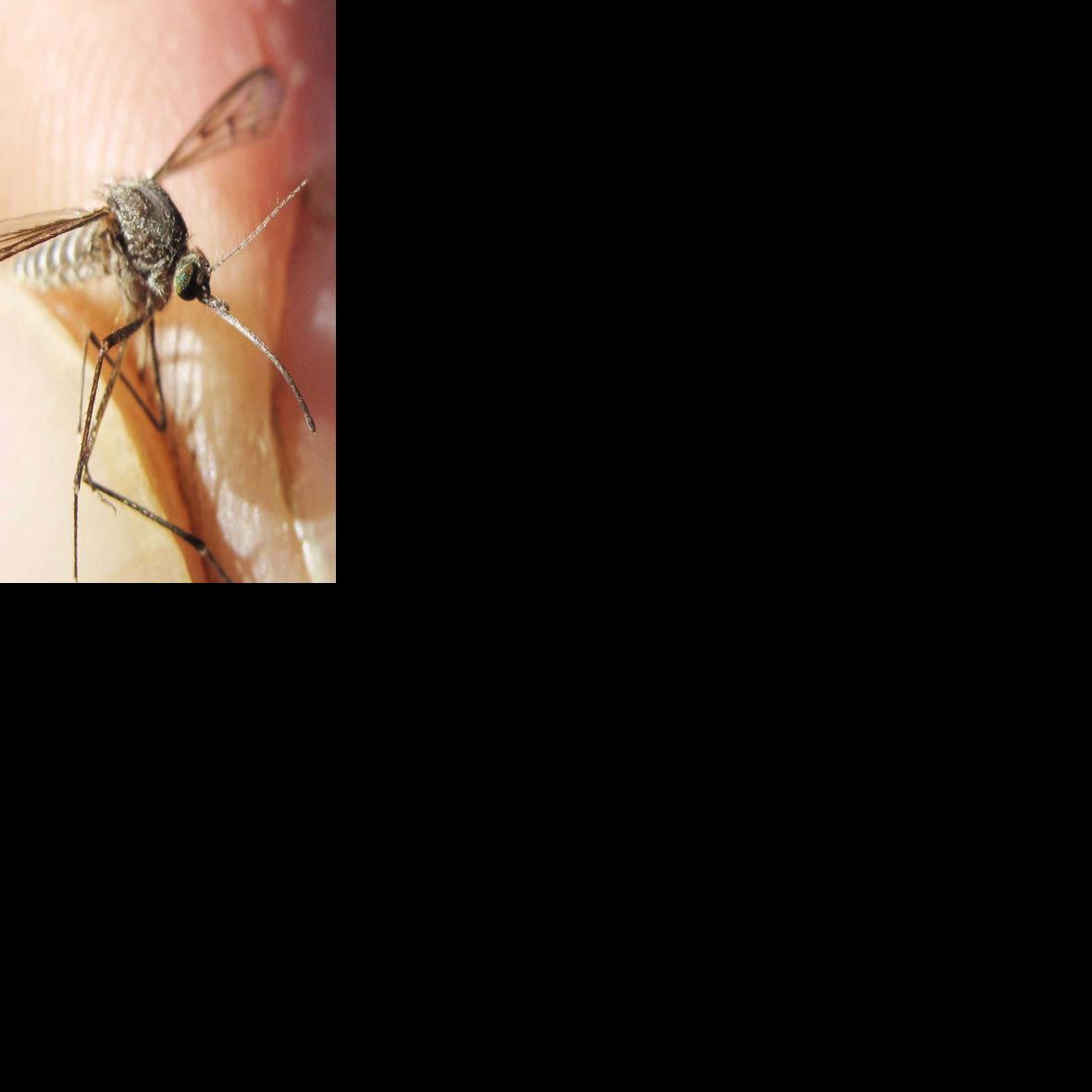 It’s time for Alaska’s mosquitoes to shine | Alaska Science Forum ...
