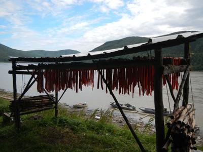 Yukon River salmon runs remain low, but chum improvements allow for ...