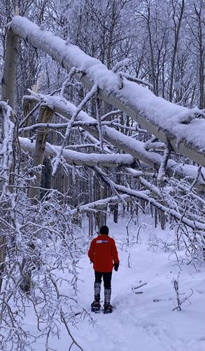 A winter walk in the woods | Photo Of The Day | newsminer.com