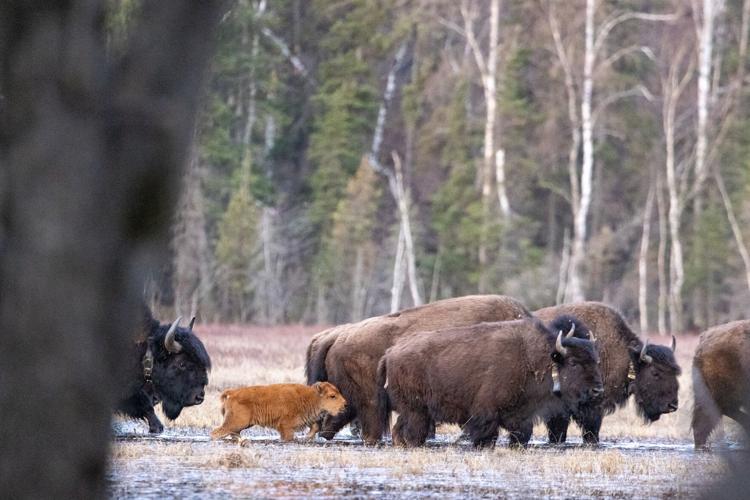 Fish and Game eyes a 2027 release of bison into Yukon Flats | Outdoors ...