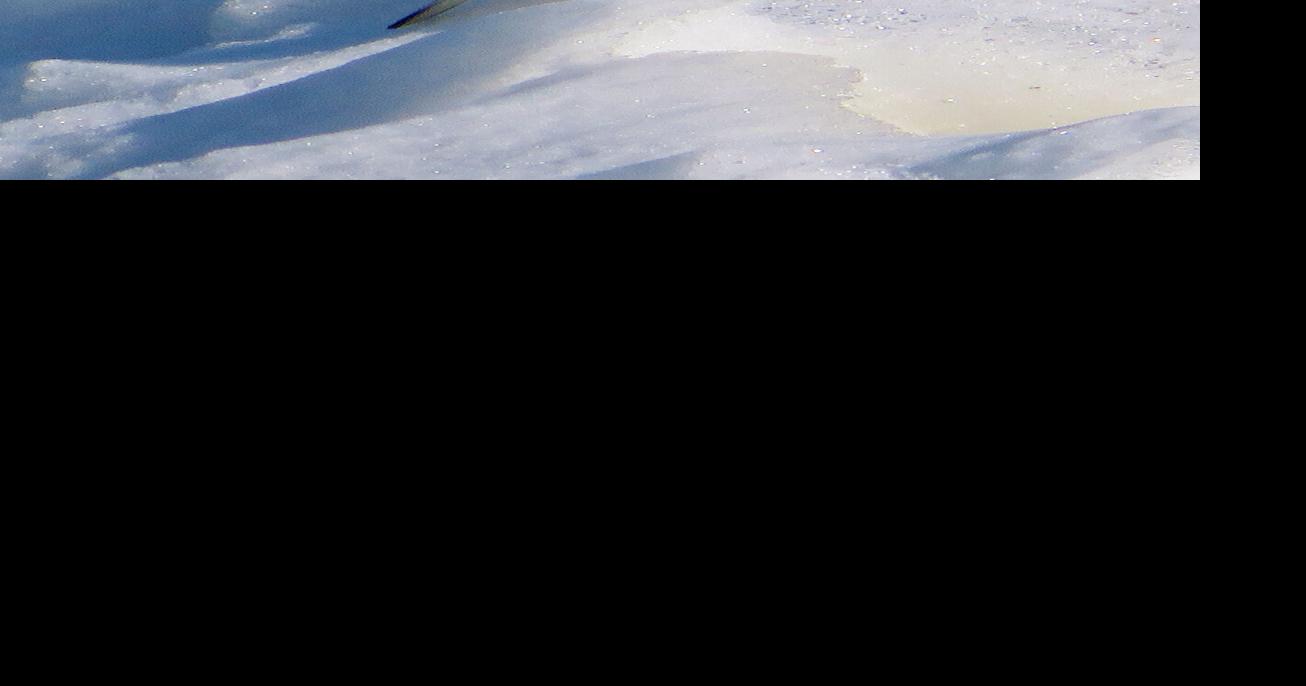 Snow content | Featured | newsminer.com