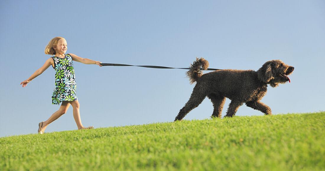 Borough ordinance could allow e-collars as option for animals | Local ...