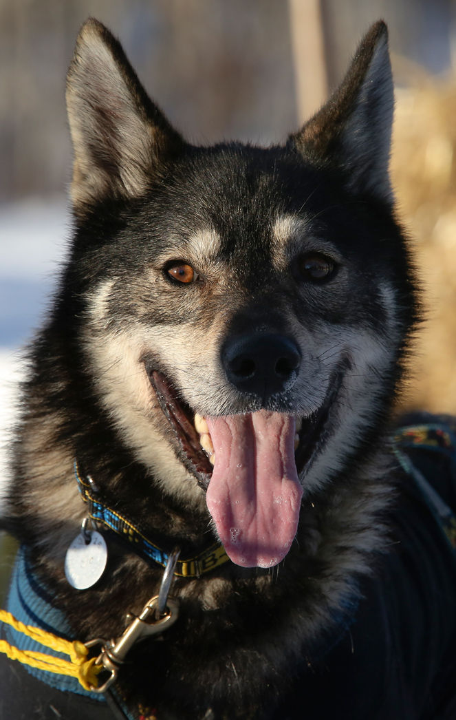 2016 Yukon Quest - Pelly Crossing | Yukon Quest | newsminer.com