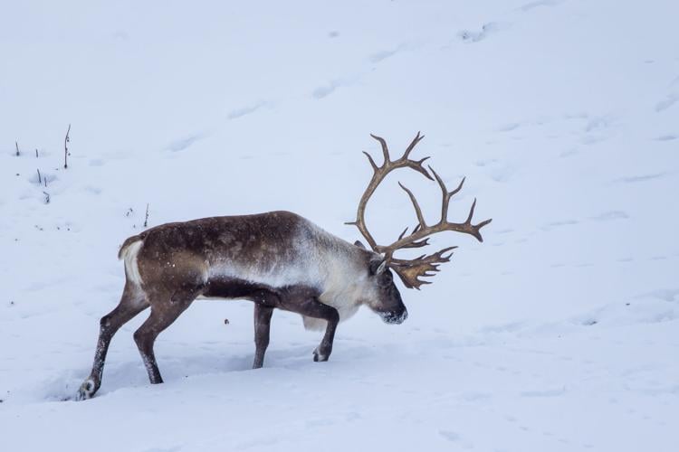 Mark Lindberg shoots caribou photos for his new book | Outdoors | newsminer.com