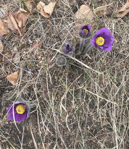 Flower Frenzy | Photo Of The Day | newsminer.com