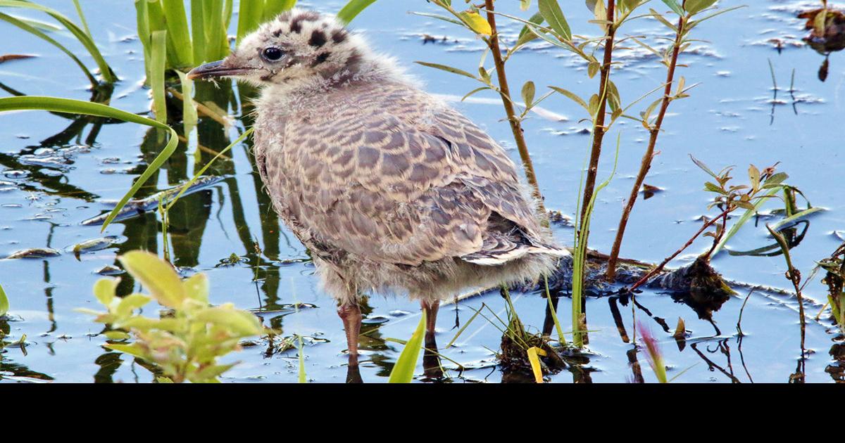 Mew gull chicks | Our Town | newsminer.com