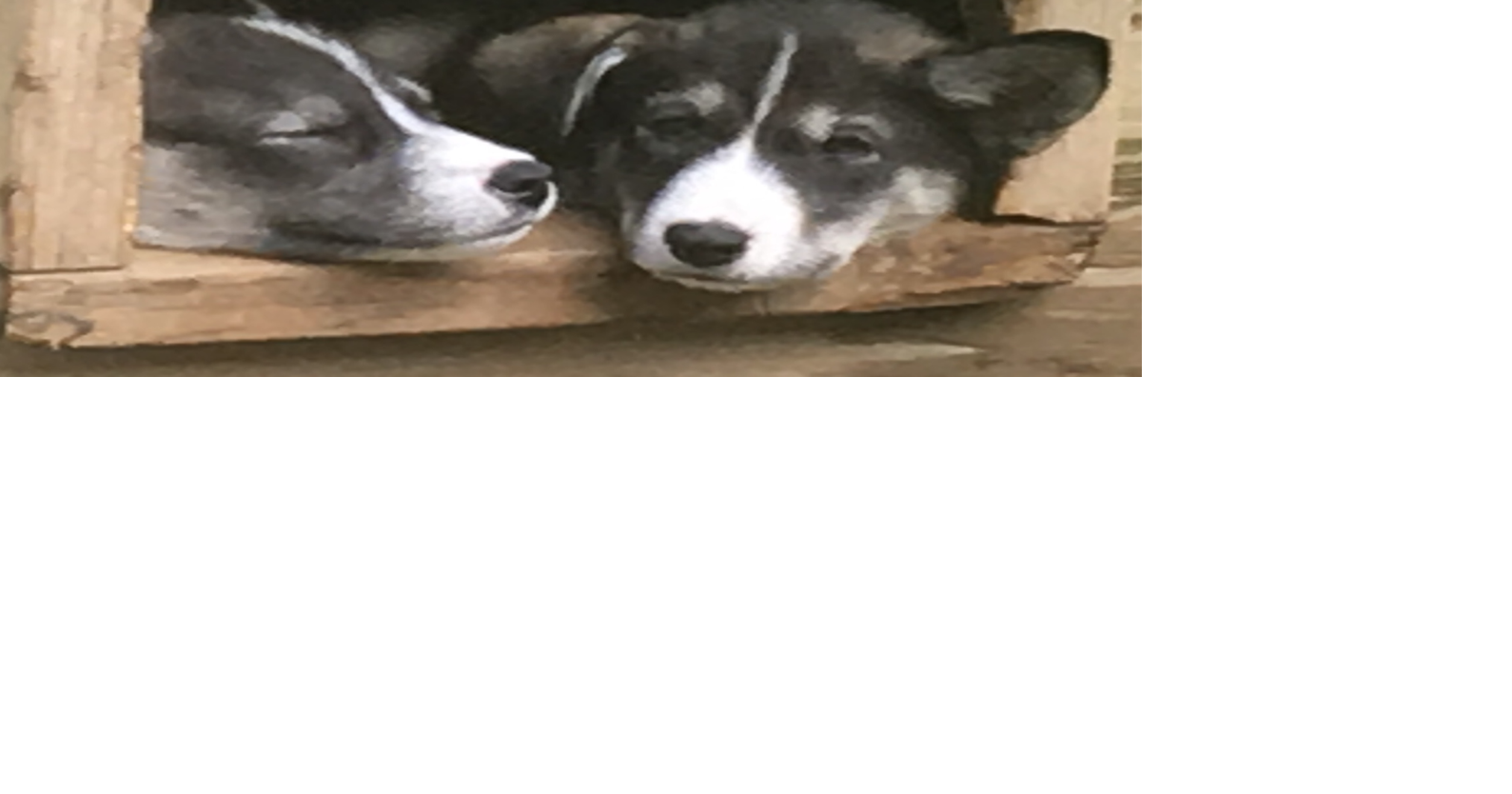 Fairbanks borough animal commission proposes dog, cat licensing | Local ...