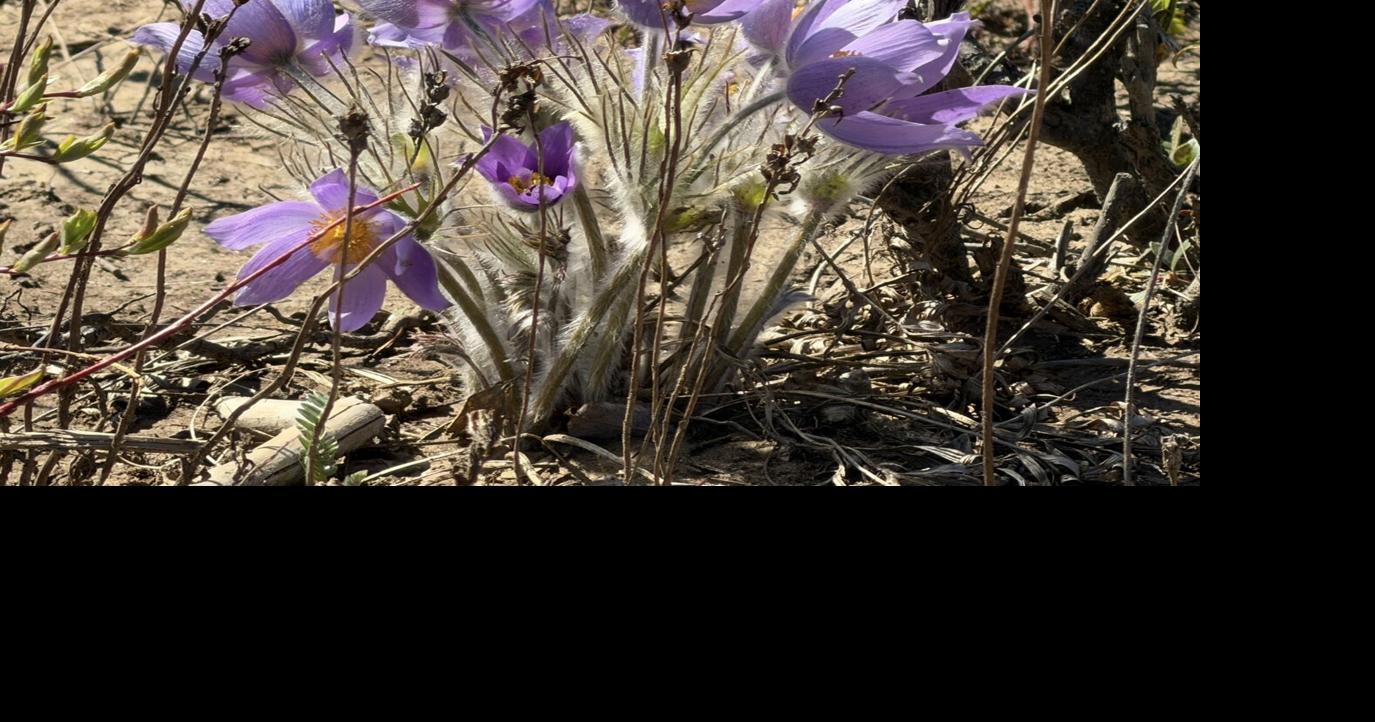 Prairie crocus | Photo Of The Day | newsminer.com