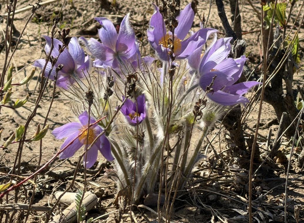 Prairie crocus | Photo Of The Day | newsminer.com