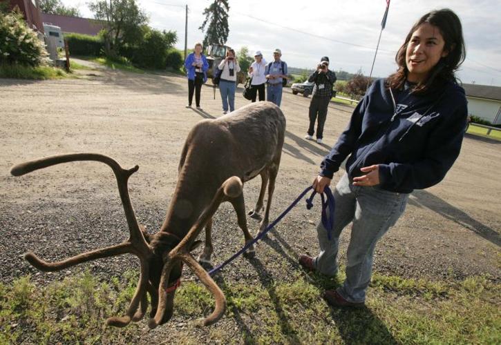 Working with reindeer part of the day at Fairbanks Experiment Farm ...