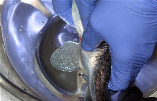 Researchers breed Arctic cod; species vulnerable to warming | Alaska ...