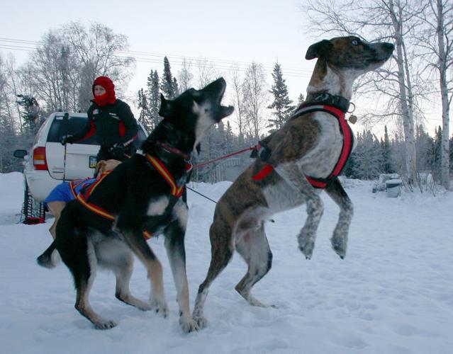 No putting around for skijorers at North Star Golf Club | Outdoors ...