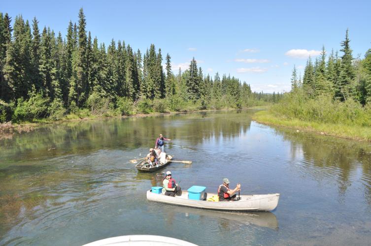 Elodea-fighting efforts begin in Interior Alaska waters | Local News ...