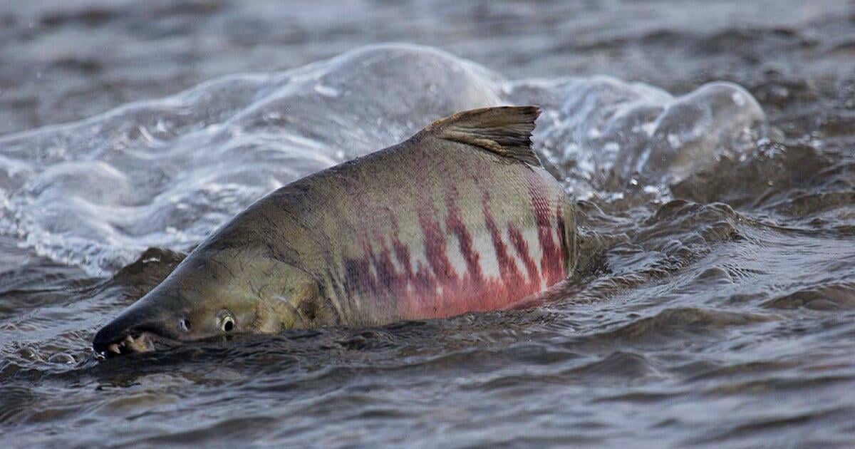 sockeye salmon coloring page