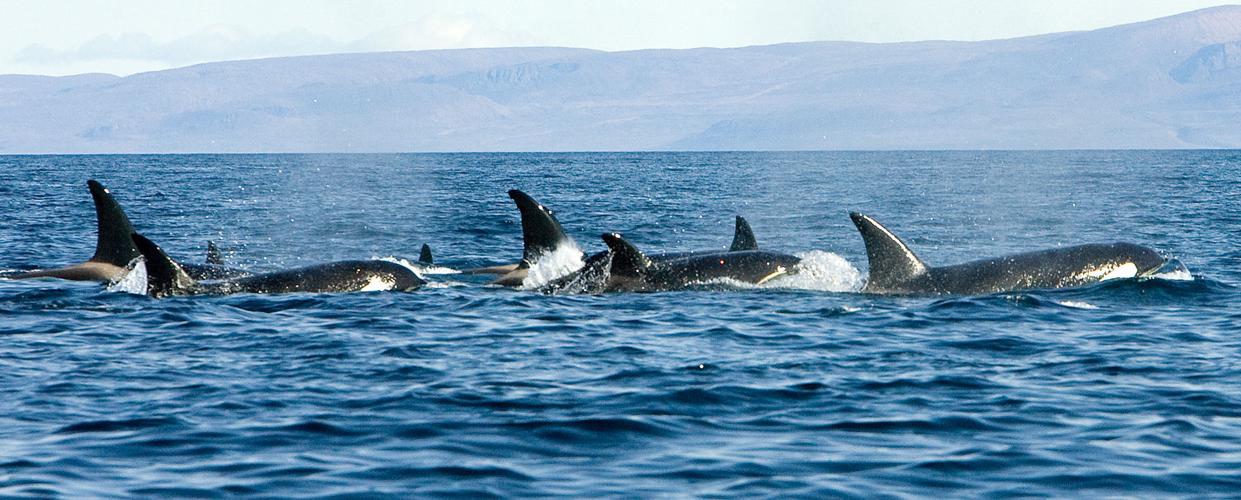 UAF professor publishes first-of-its-kind research tracking orca ...