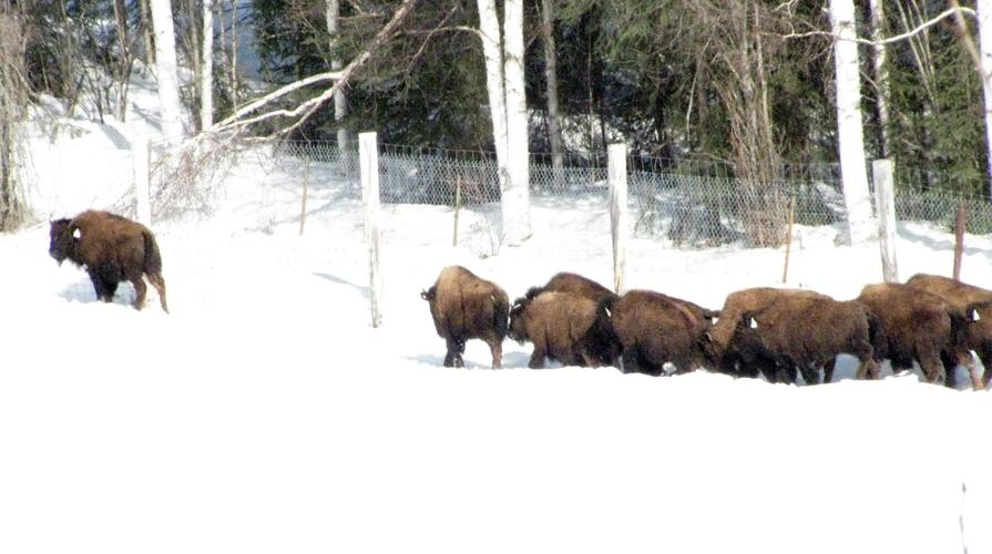 40 wood bison arrive in Fairbanks, destined for the Lower Innoko-Yukon ...