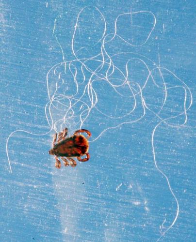 Fairbanks incident serves as reminder that ticks live in Alaska | Local ...