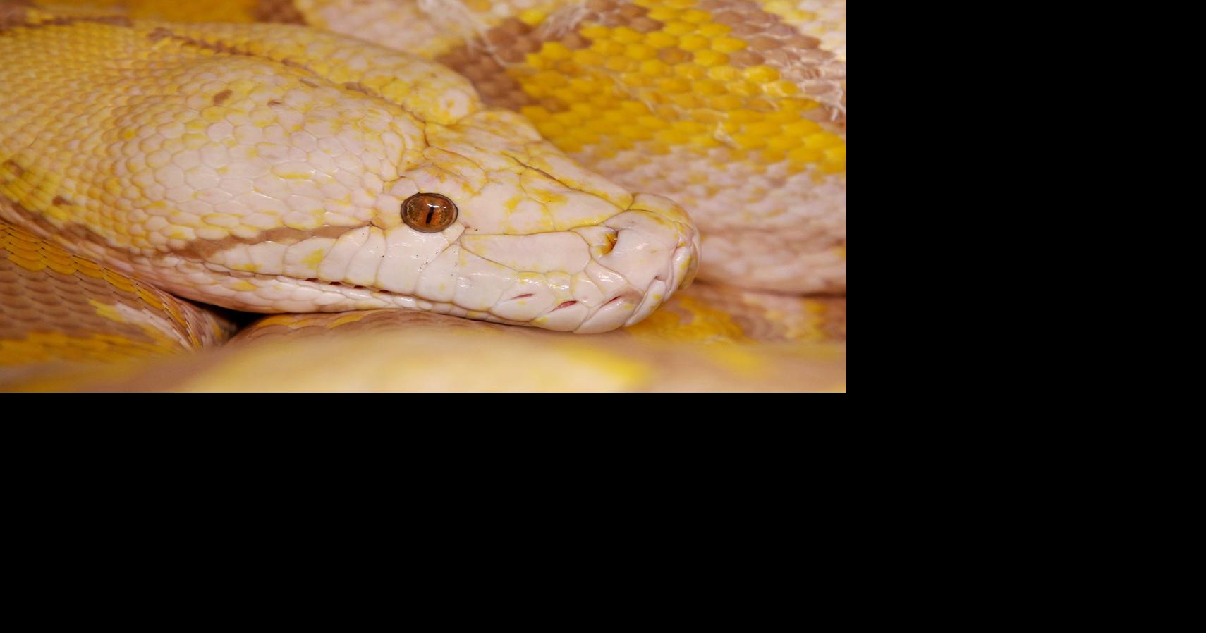 Alison and Kevin Lankford are sssimpatico about reptiles | Local News ...