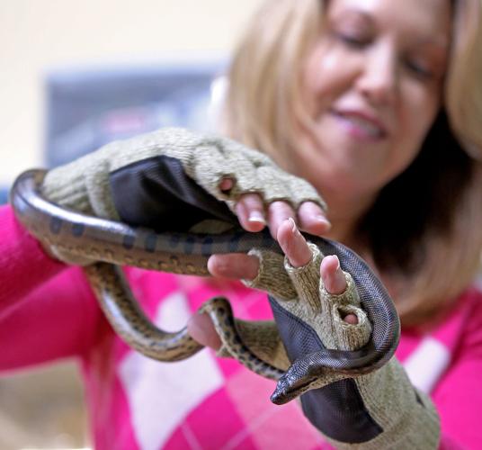 Alison and Kevin Lankford are sssimpatico about reptiles | Local News ...