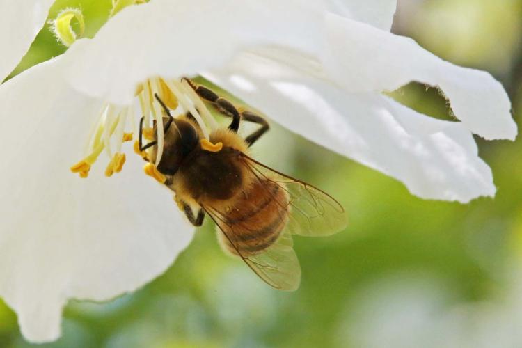 Achoo! Birch pollen count in Fairbanks breaks record | Local News ...