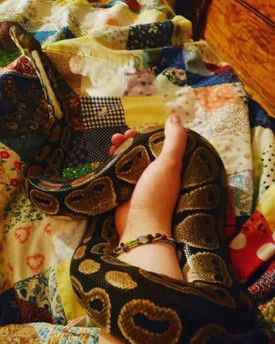 Meet Sid the snake on Facebook Live | Kris Capps | newsminer.com