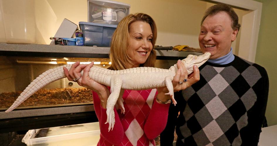 Alison and Kevin Lankford are sssimpatico about reptiles | Local News ...
