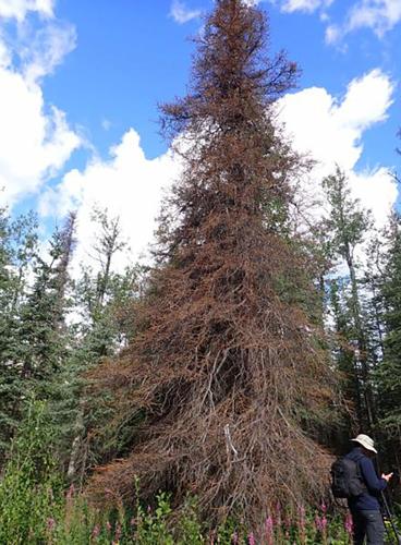 New way to spot beetle-killed spruce can help forest, wildfire managers ...
