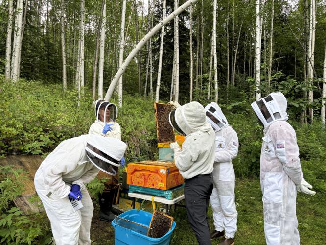 To bee or not to bee? Researchers survey hives in Fairbanks | Local ...
