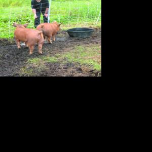 Pocket Size Farm is home to the perfect pig | Alaska Grown | newsminer.com
