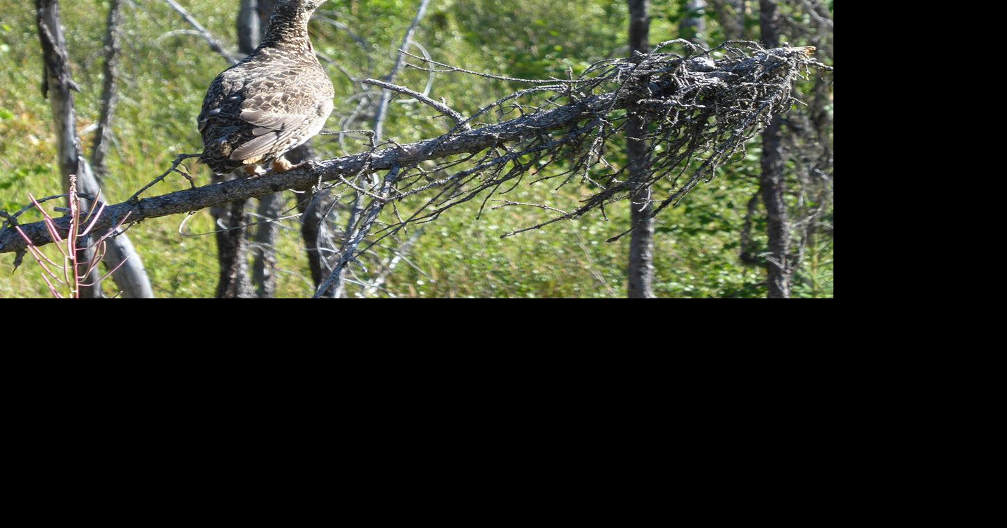 Fall grouse hunting is topic of sportsmen's association meeting ...