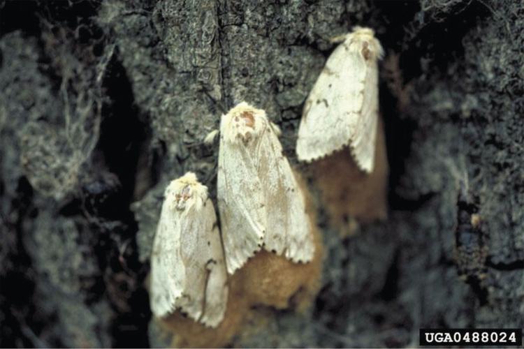 On the hunt for invasive moths in Alaska | Cooperative Extension ...
