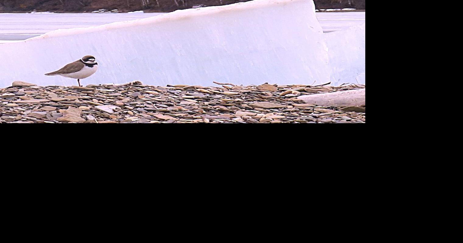 One-legged plover canoe trip | | newsminer.com