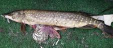 Pike | | newsminer.com