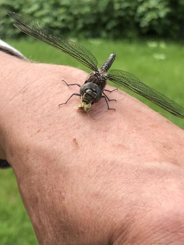 A dragonfly snack break | Our Town | newsminer.com