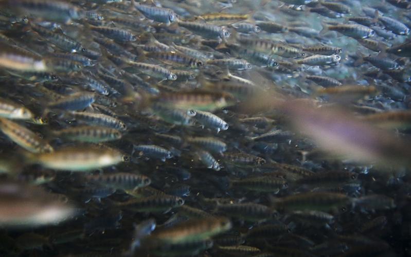 Hatchery readies for spring stocking, among Interior Alaska's largest ...