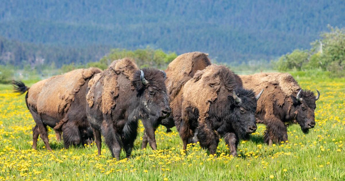Wood bison population sees growth, potential for future | Local News ...