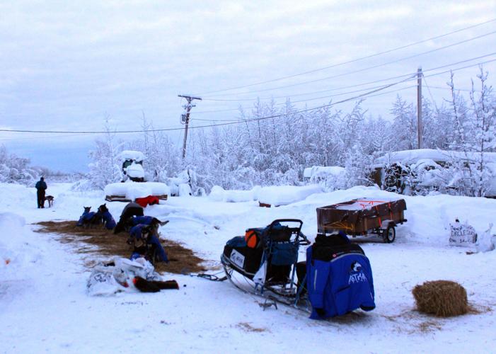 Two Yukon Quest mushers scratch at Circle | Local News | newsminer.com